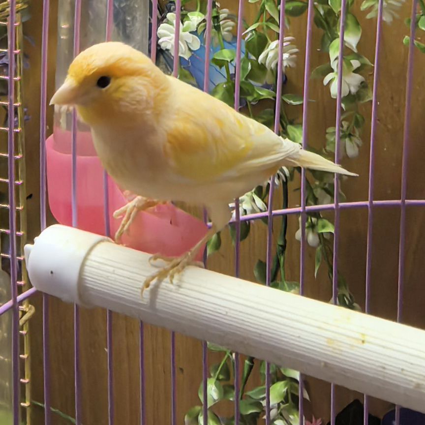 Кенар самка