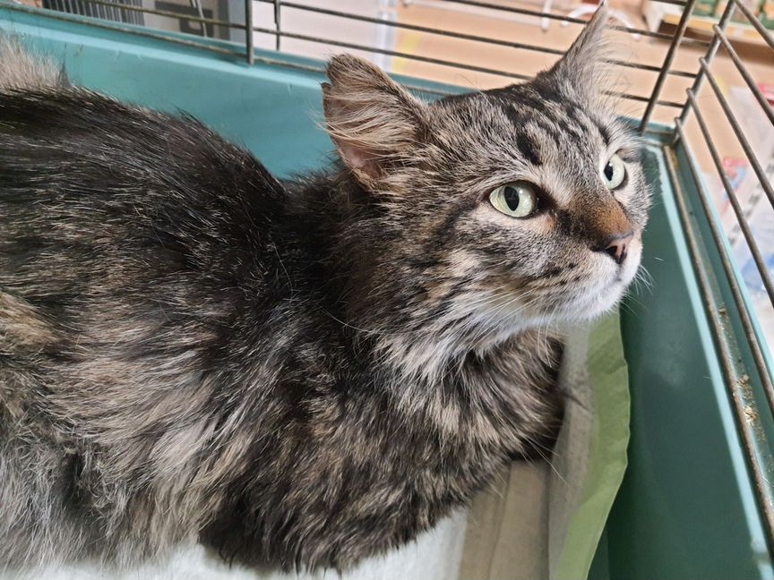 Самсон - ласковый и умный