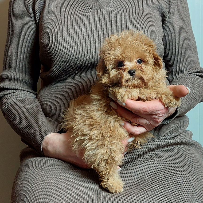 Мальтипу, щенок