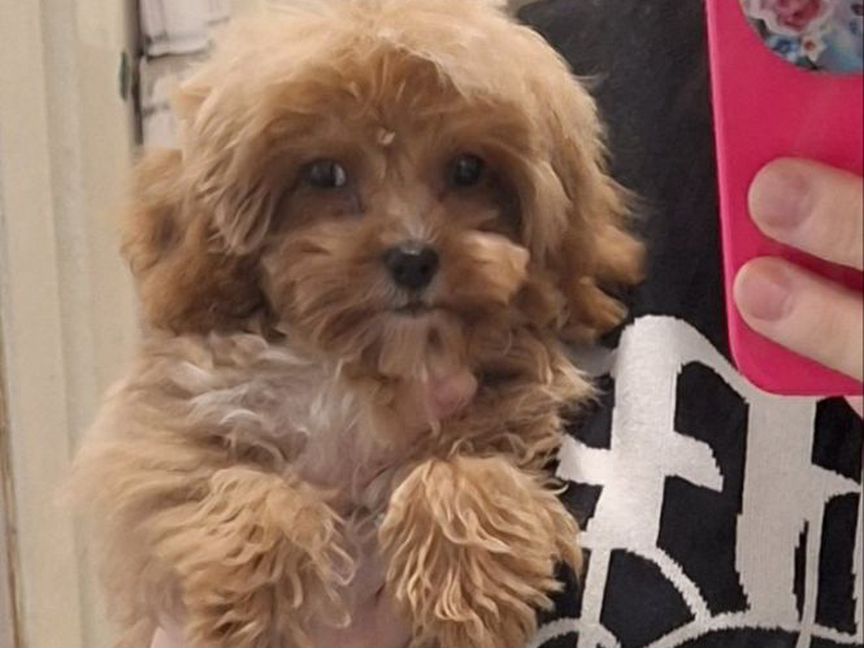 Той-пудель мини