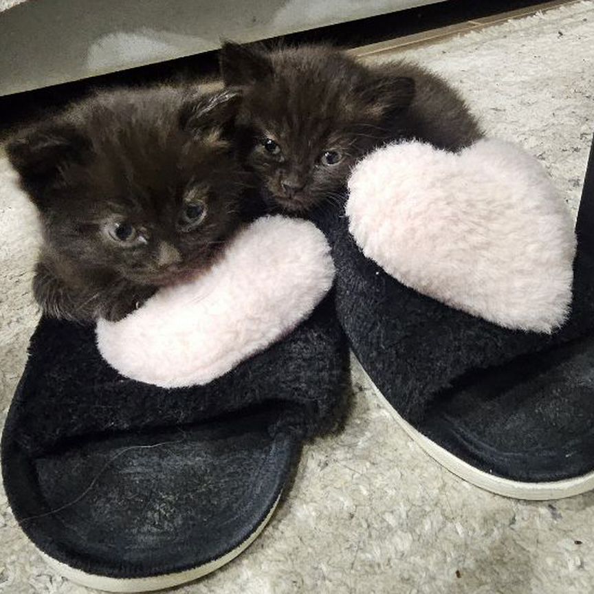 Сибирский котёнок