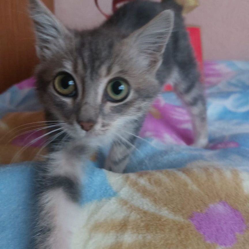 Яшка без хвостика в добрые ручки