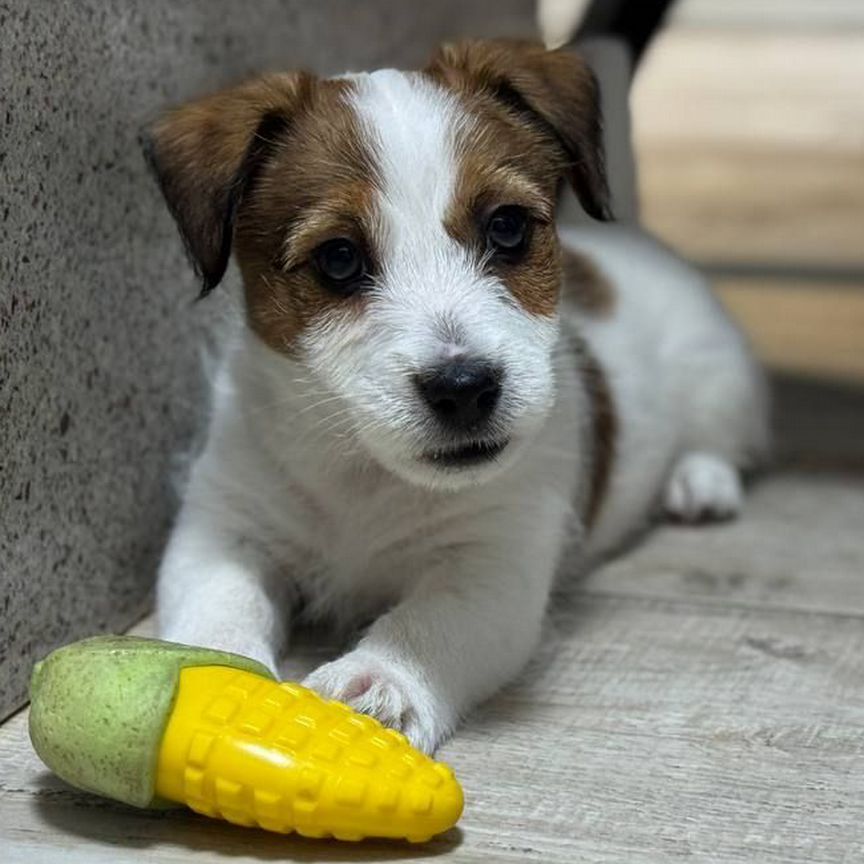 Джек-рассел-терьер, щенок