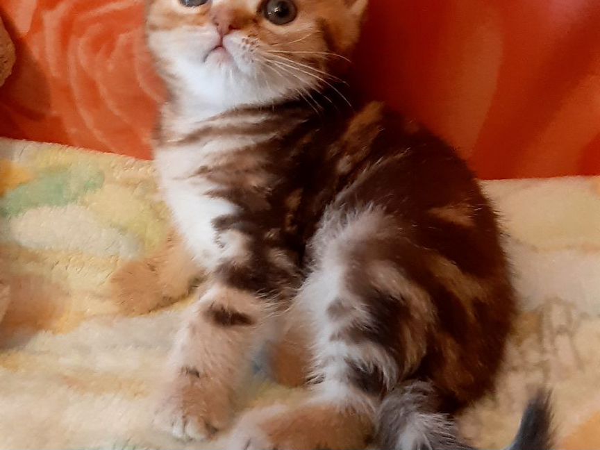 Шотландская на золоте