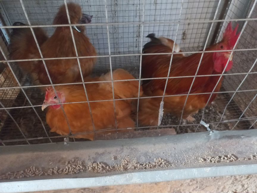 Породные курочки и петушки