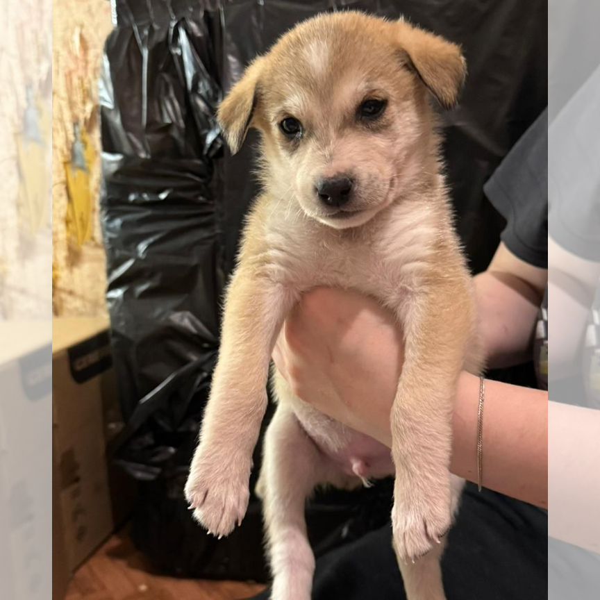 Щенок в добрые руки