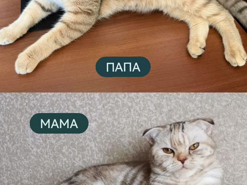 Шотландские вислоухие котята