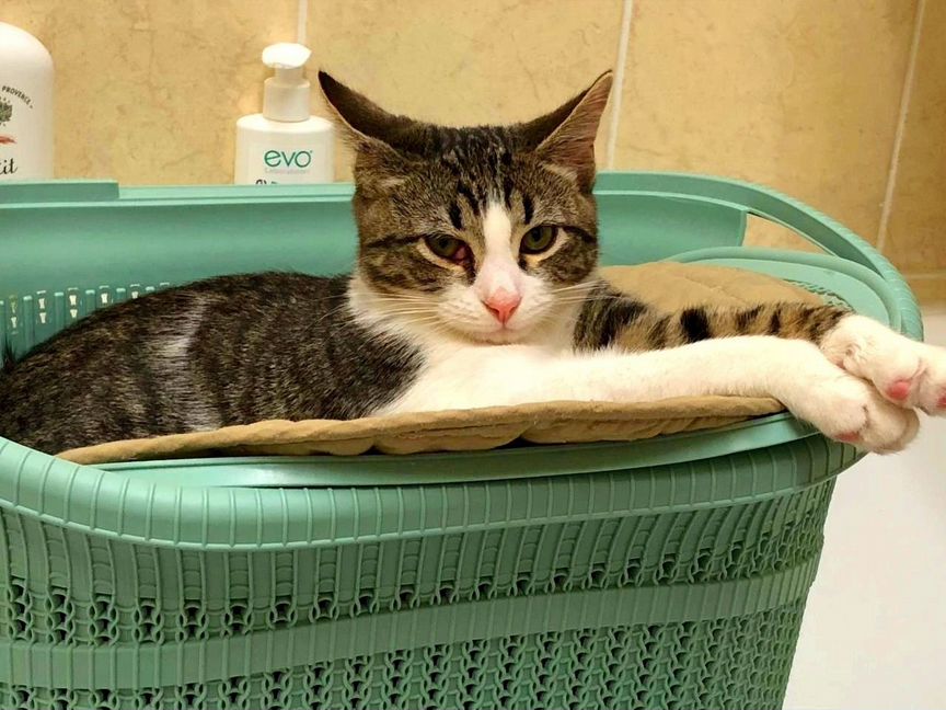 Мурчик в самые надежные руки