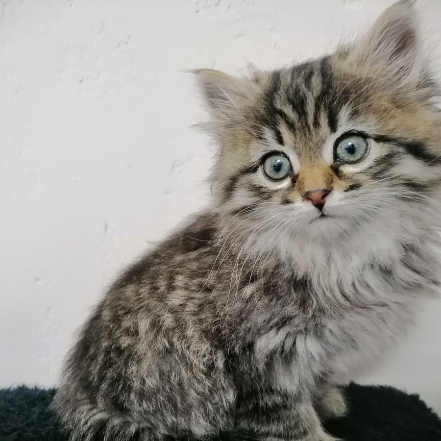 Кошечка ищет себе родителей