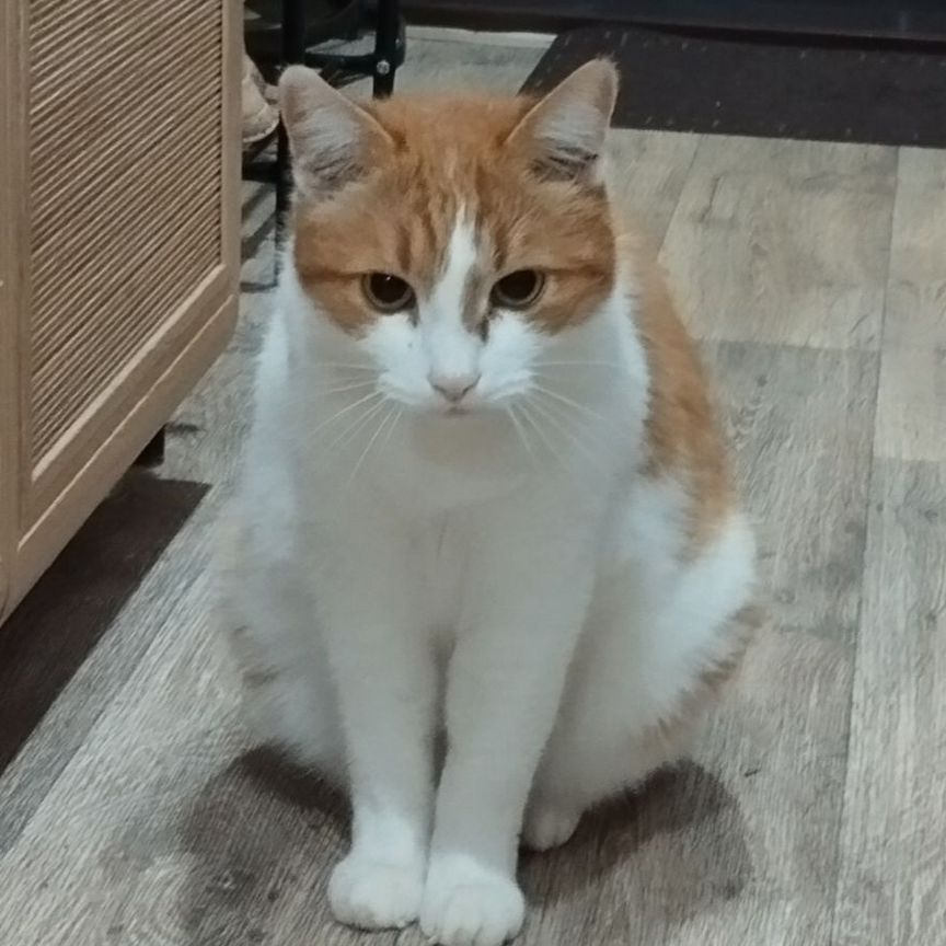 Котик в добрые руки