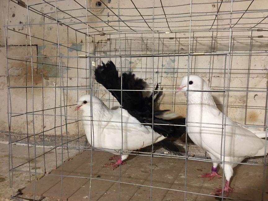 Голубь Павлины