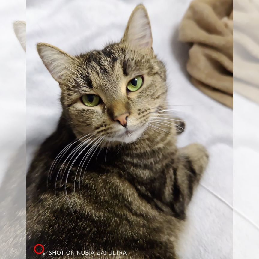 Взрослая, кошка в добрые руки