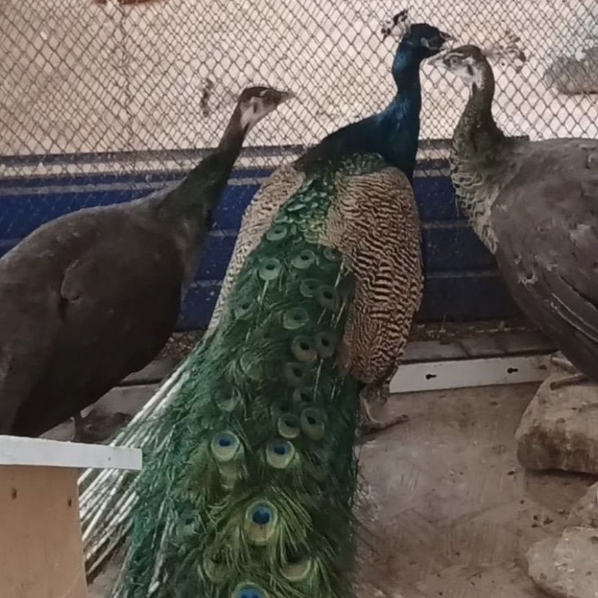 Павлины индийские семья