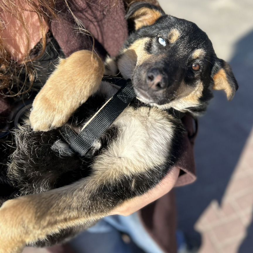 Щенок в добрые руки