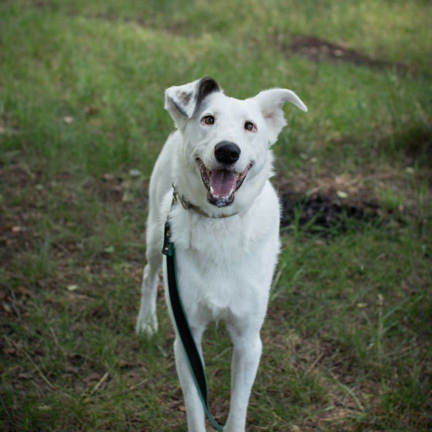 Кокос будет хорошим другом и компаньоном