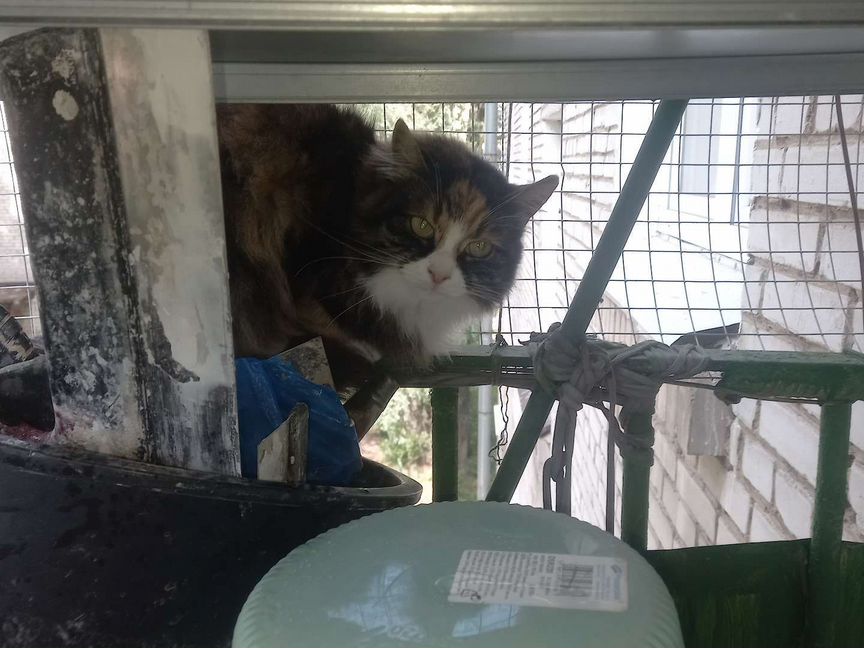 Кошка в добрые руки