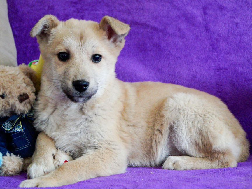 Щенок Бакс в добрые руки