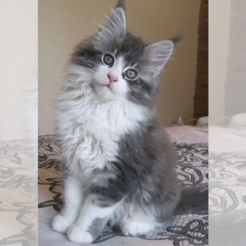 Мейн-кун котёнок