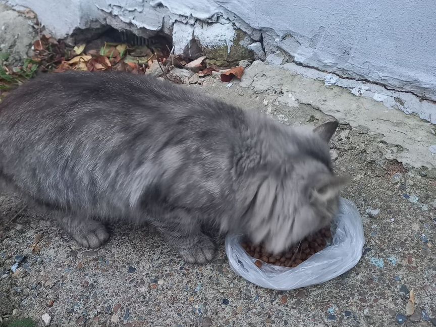 Котеныш ищет себе дом и любящих хозяев