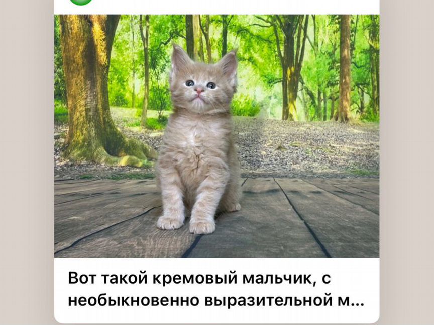 Мейн-кун кремовый тигр