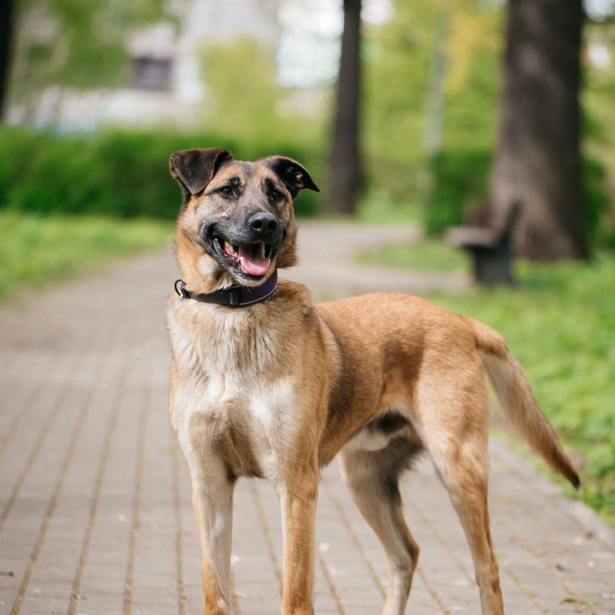 Бизон ищет дом