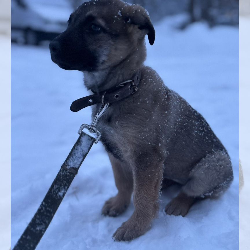 Щенок в добрые руки