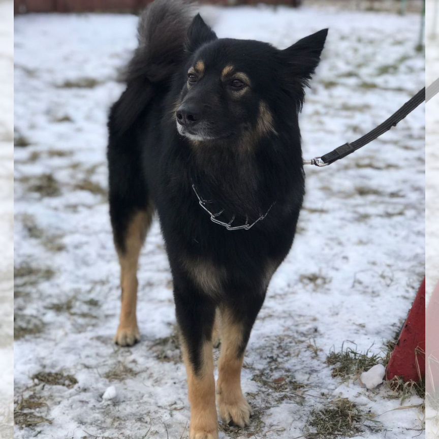 Взрослый пёс в добрые руки