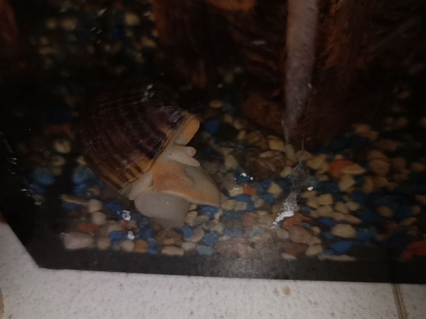 Улитки аквариумная Ампуляриия