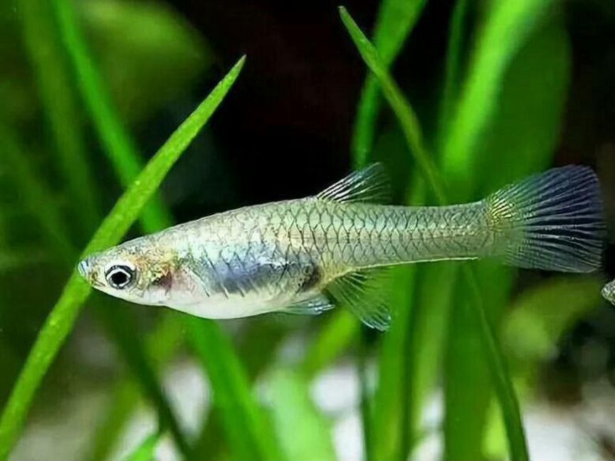 Рыбки гуппи бесплатно в добрые руки