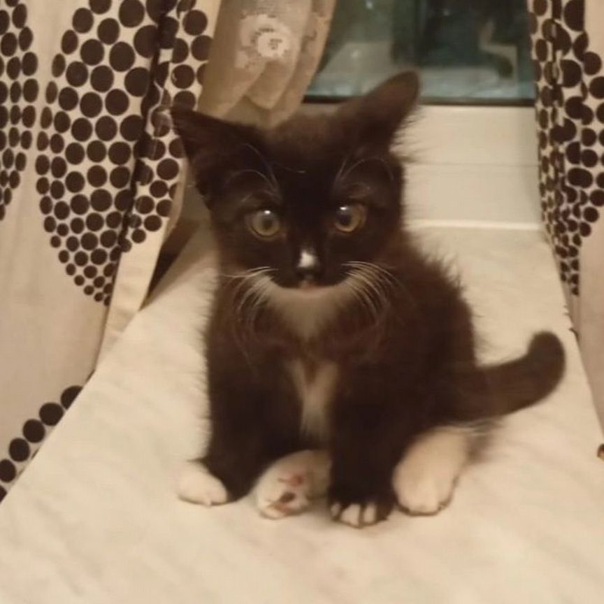 Котенок ищет добрые ручки