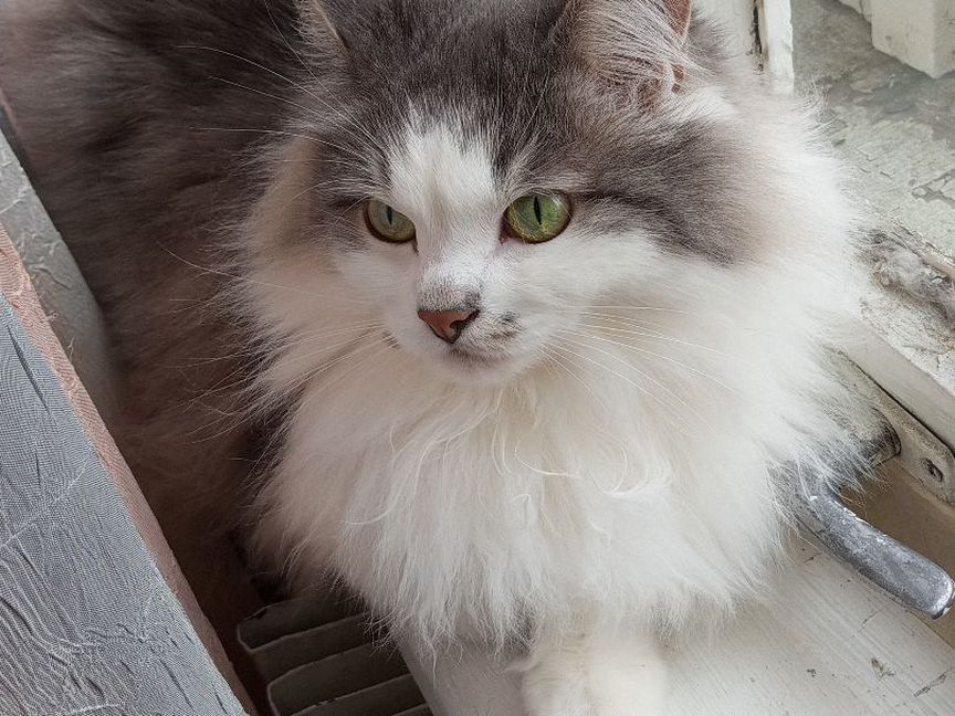 Кошка в дар бесплатно