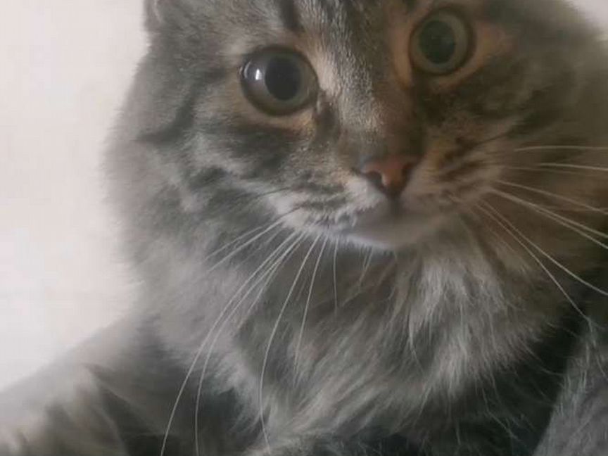 Сибирский кот за 1руб