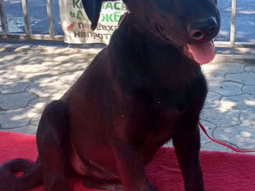 Щенуля девочка