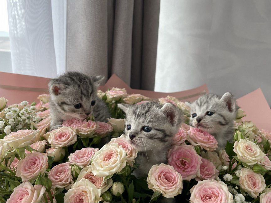 Британские короткошерстные котята