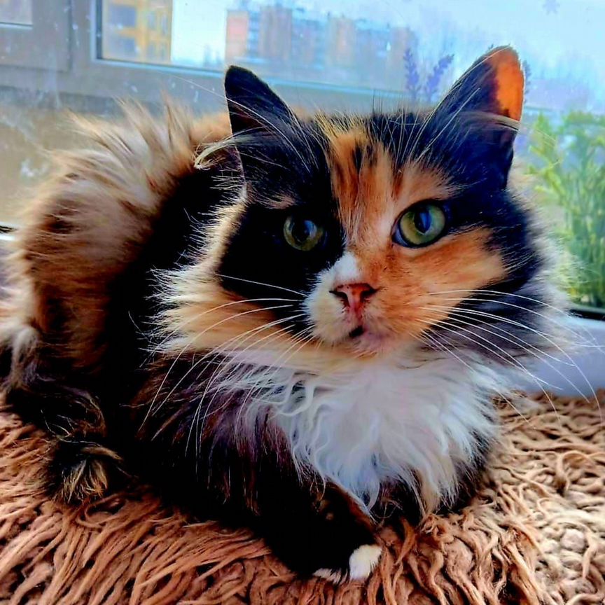 Шикарная Люсьен в дар