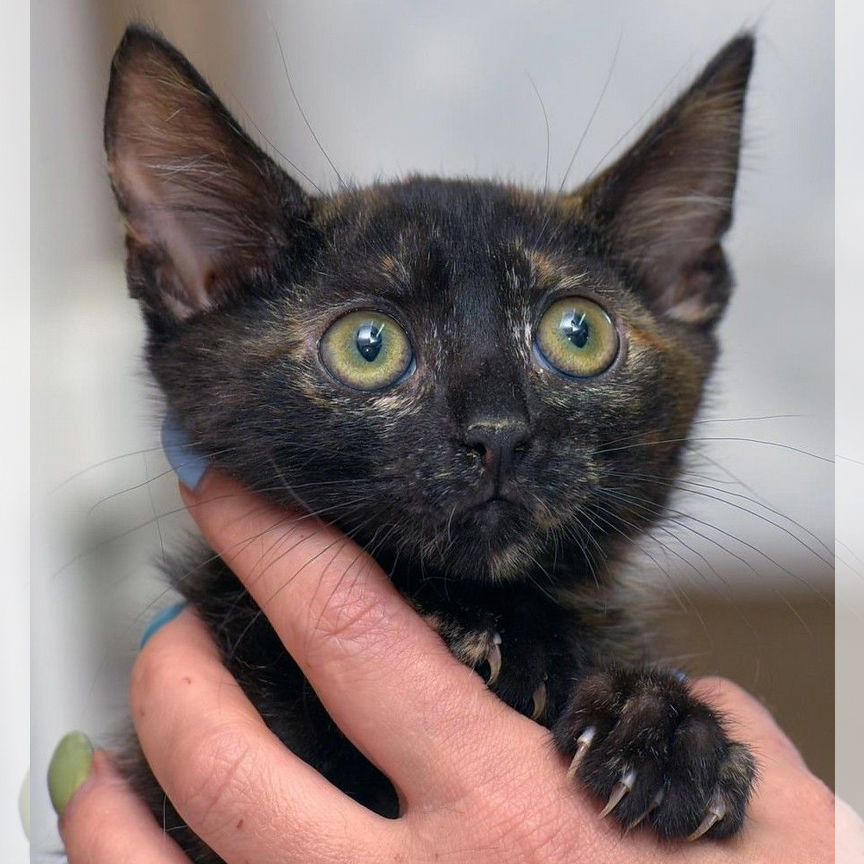 Котенка предали хозяева