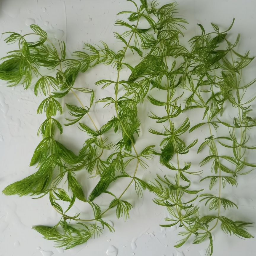 Роголистник 1 метр