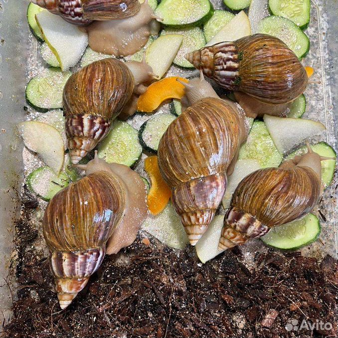 Улитки ахатины взрослые