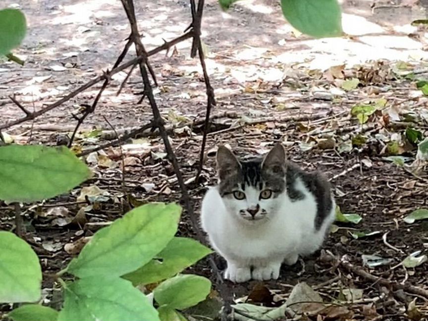 Котенок