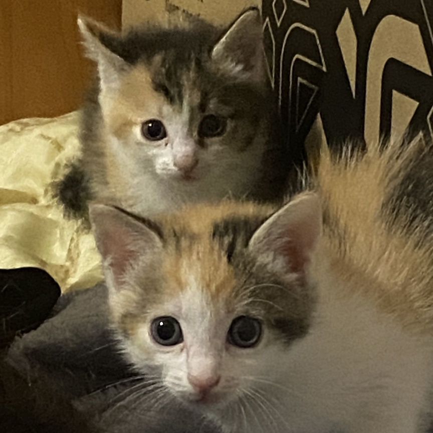 Котята в добрые руки бесплатно