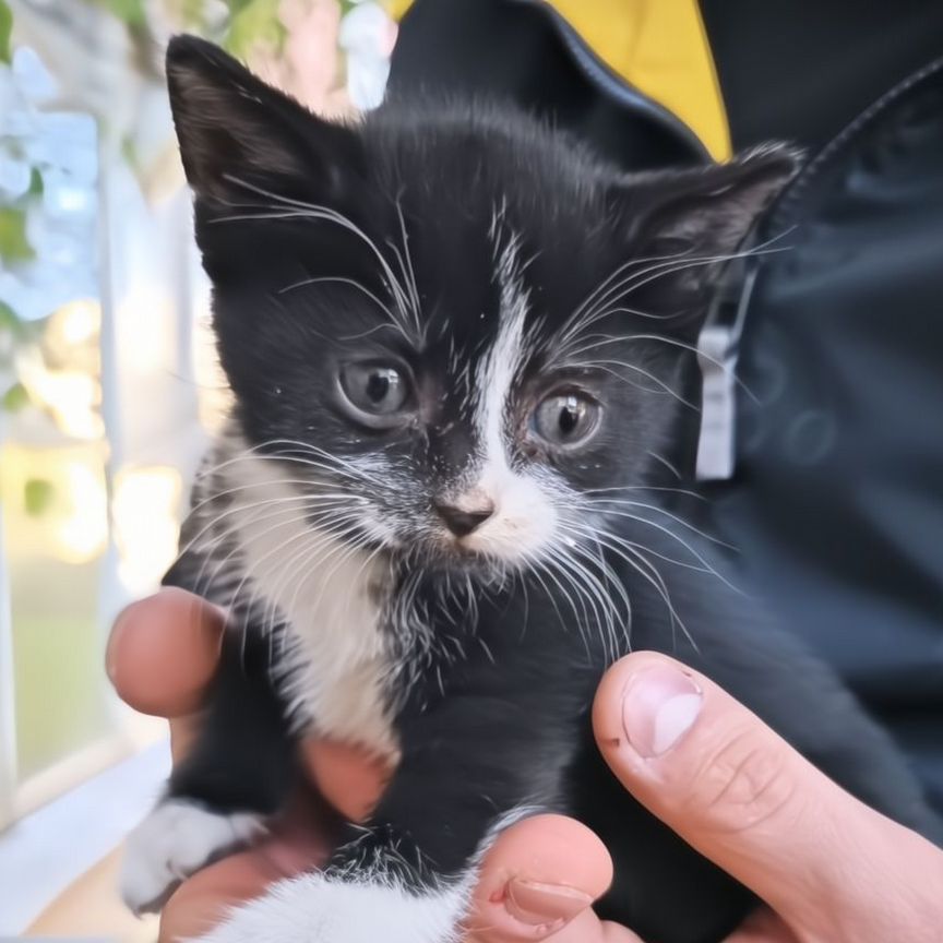 Котёнок в добрые руки