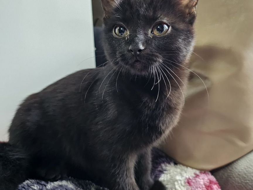 Кошечка, 2,5 мес