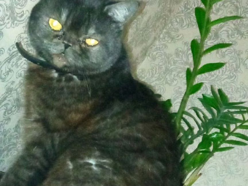 Котята в добрые руки бесплатно мальчик