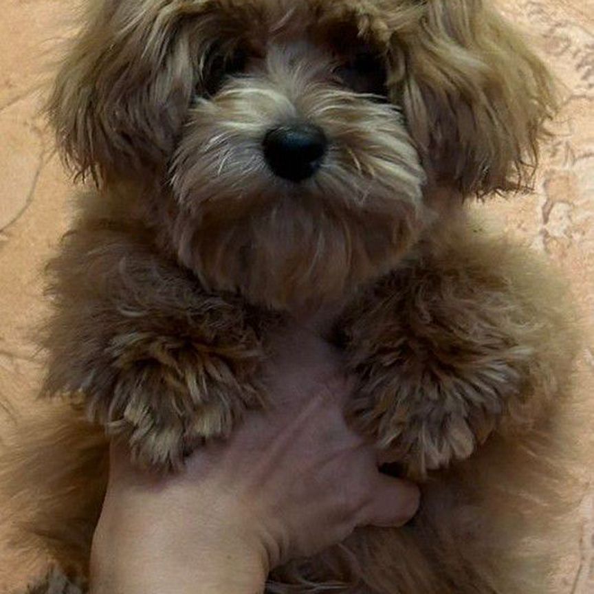 Мальтипу мини девочка Корея