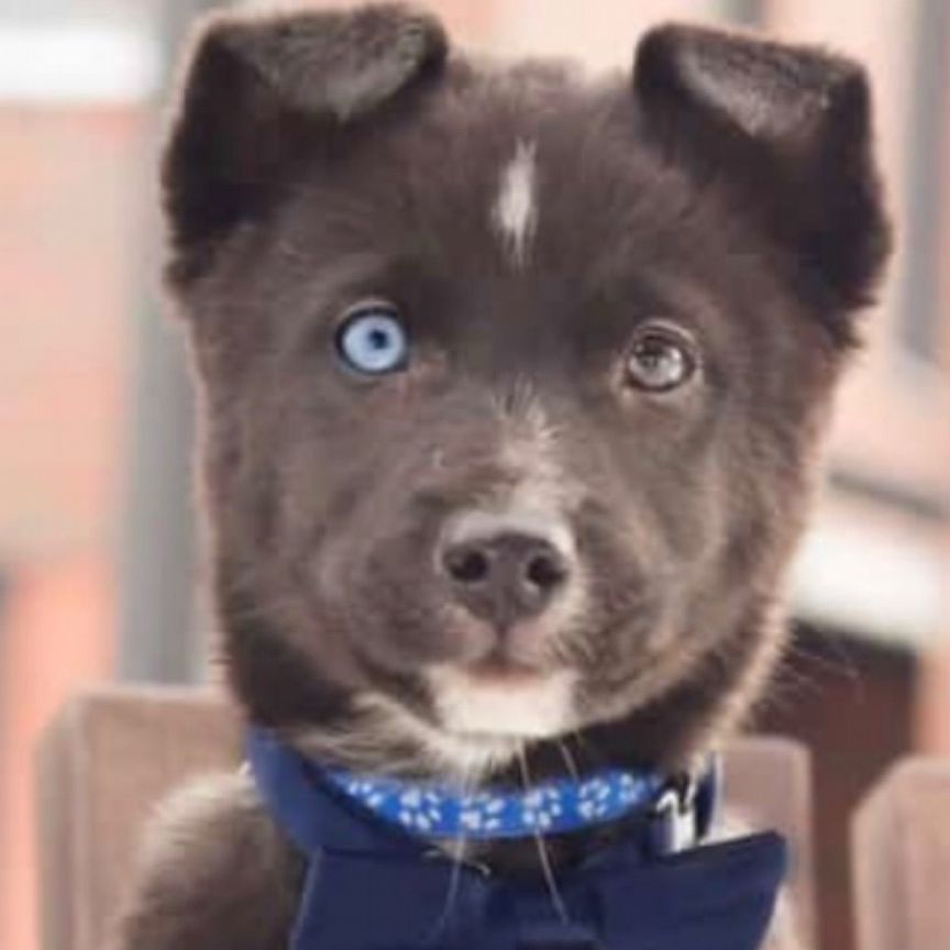 Пират щенок бесплатно