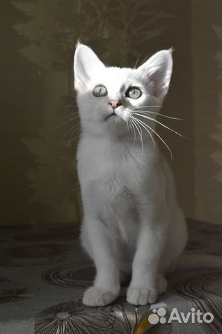 Бурмилла девочка