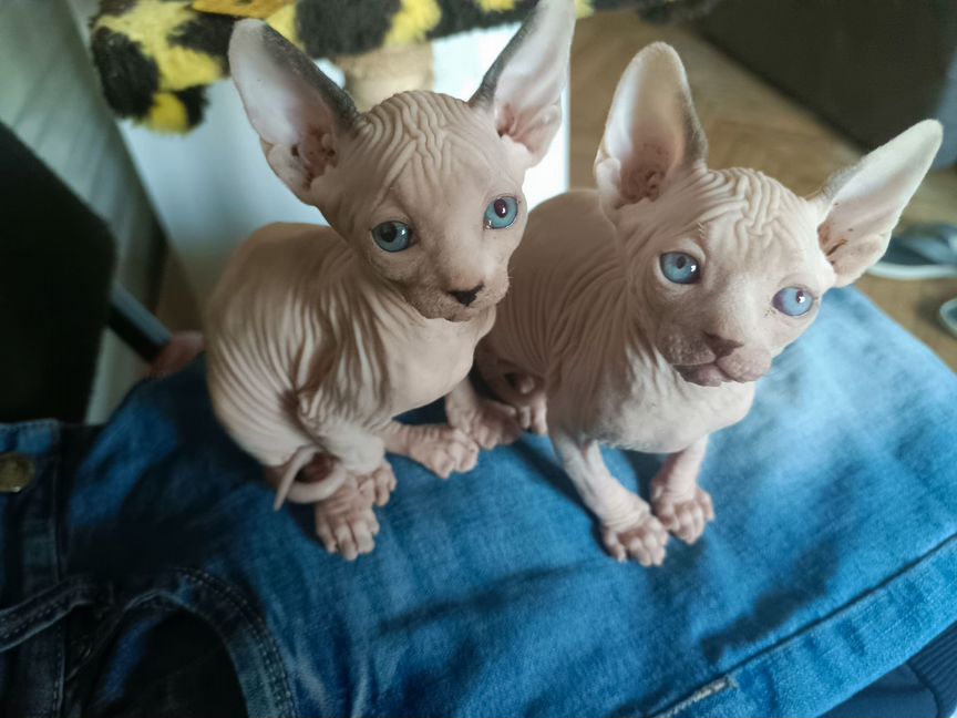 Мальчишки братишки