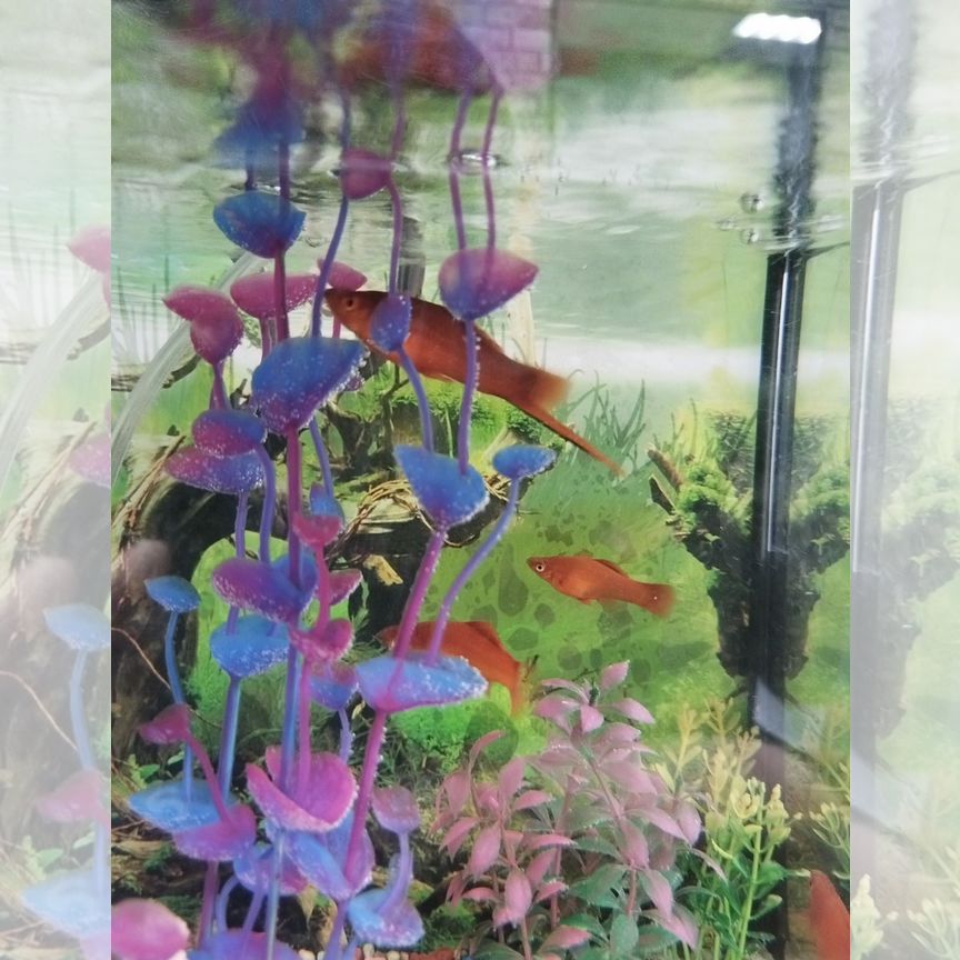 Аквариумные рыбки