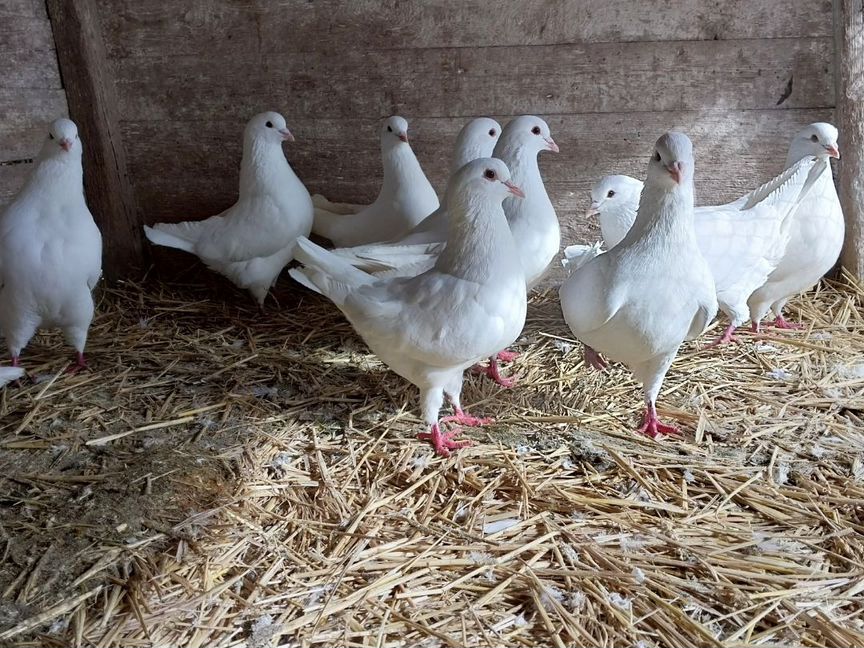 Продажа голубей Кингов