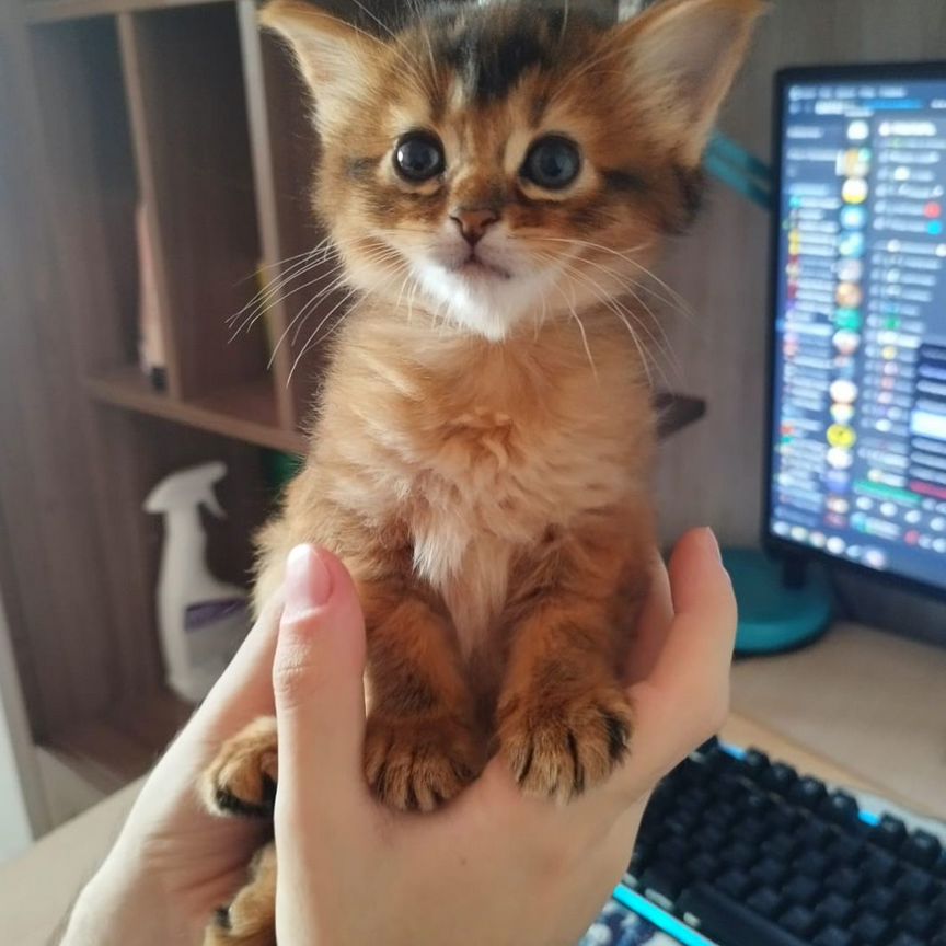 Девочка Сомали дикая